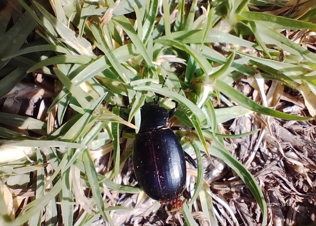 Pinacates desde 54265 Méx., México el 13 de noviembre de 2022 a las 11: ...