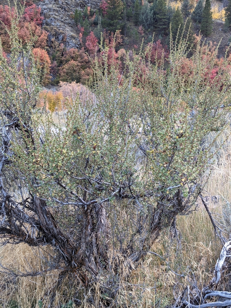 Antelope Bitterbrush from Cache County, UT, USA on 09 October, 2022 at ...
