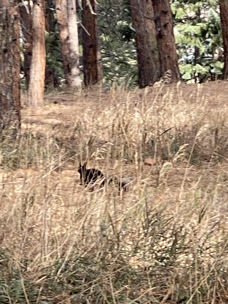 Abert's Squirrel from Boulder Mountain Park, Boulder, CO, US on ...