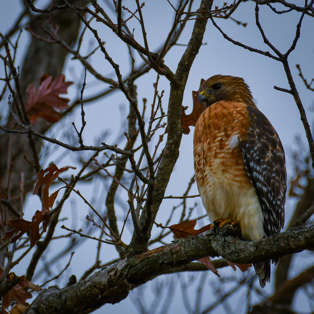 Red-shouldered Hawk from Golden Ridge Dr, Ashburn, VA, US on November ...