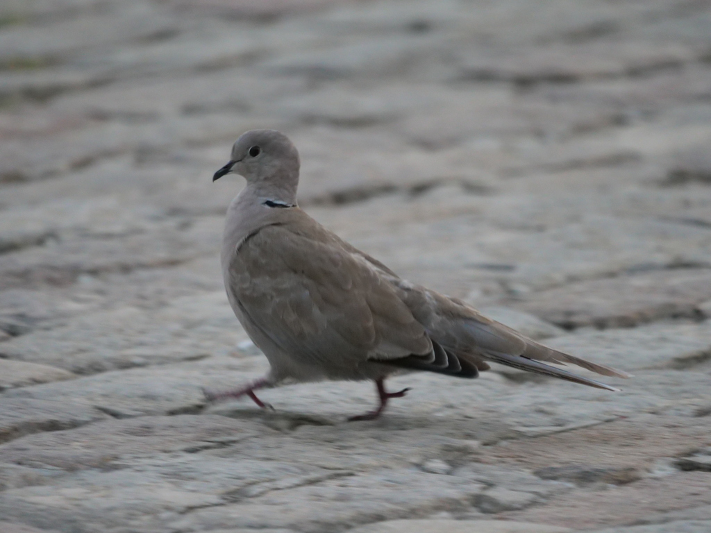 Eurasian Collared-Dove from La Habana, Cuba on August 04, 2022 at 12:08 ...