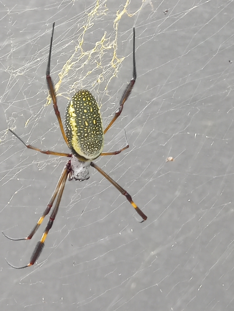 Golden Silk Spider from Guaratuba, PR, 83280-000, Brasil on November 13 ...