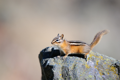 Yellow-pine Chipmunk (Utah Mammals) · iNaturalist