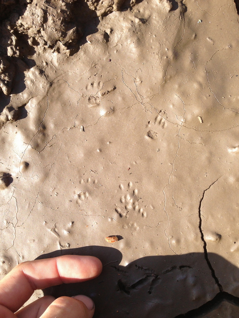 Uinta Ground Squirrel (Utah Mammals) · iNaturalist