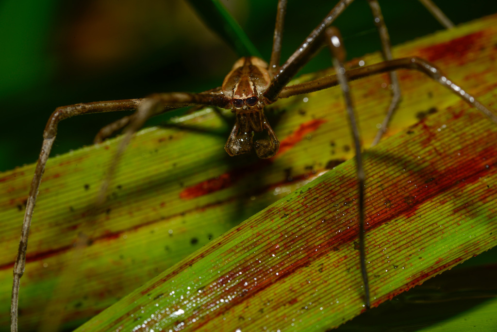 Rufous Net-casting Spider from Eleebana NSW 2282, Australia on November ...