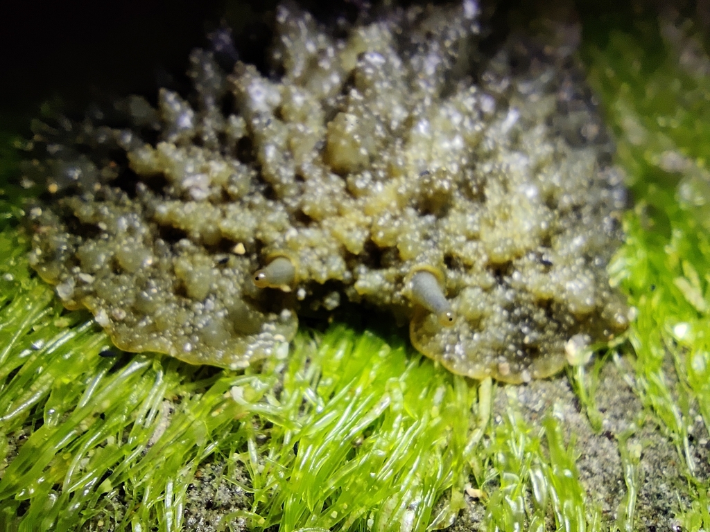Warty Slug from F3HF+3PV, Port Colony, Okha, Gujarat 361350, India on ...