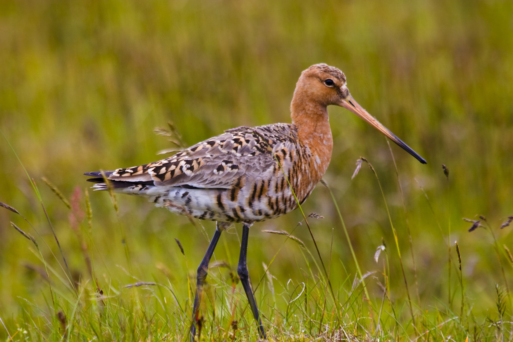Icelandic Black-tailed Godwit (Limosa limosa islandica) - Avian Discovery