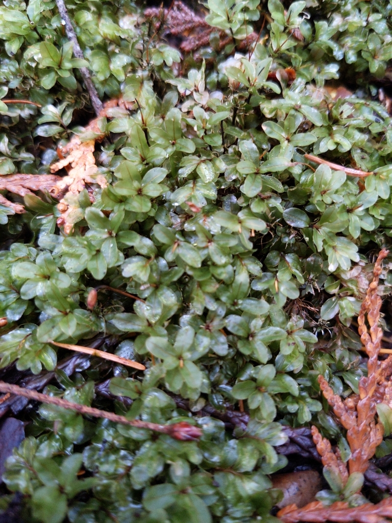 fan moss from Olympia, WA 98512, USA on November 13, 2022 at 11:38 AM ...