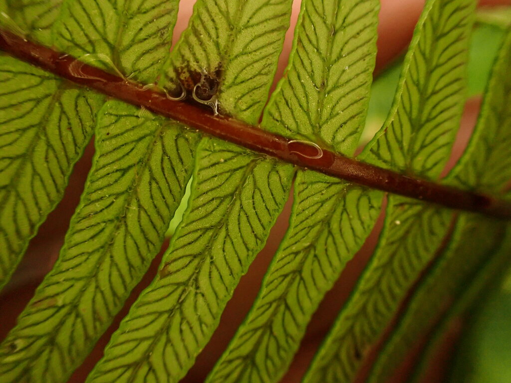 deer fern from Skeena-Queen Charlotte, British Columbia, Canada on ...