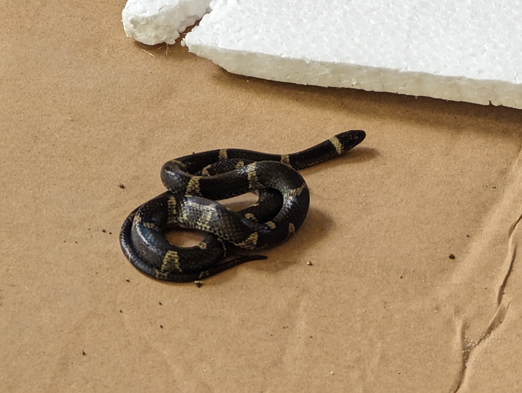 Black-banded Cat-eyed Snake from 969C+XCH, Provincia de Guanacaste ...