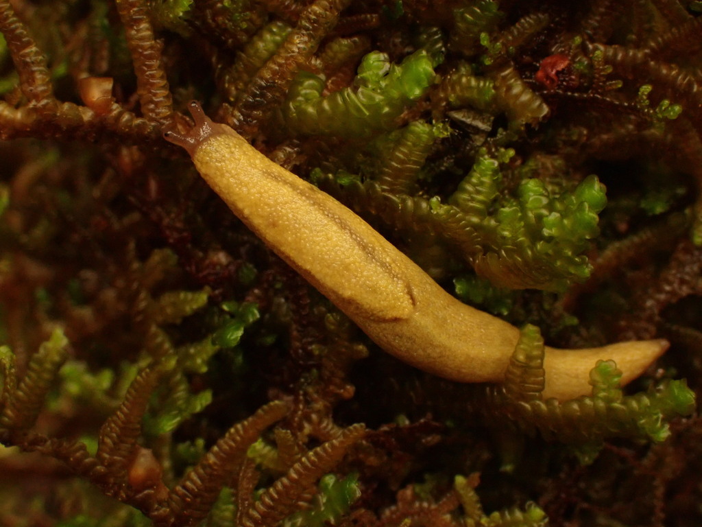 Reticulate Taildropper from Daajing Giids, BC, Canada on November 12 ...