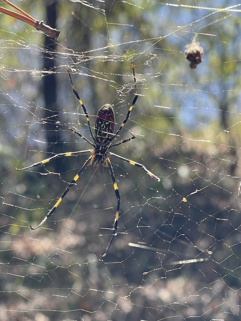 Joro Spider from Tribble Mill Park, Lawrenceville, GA, US on November ...