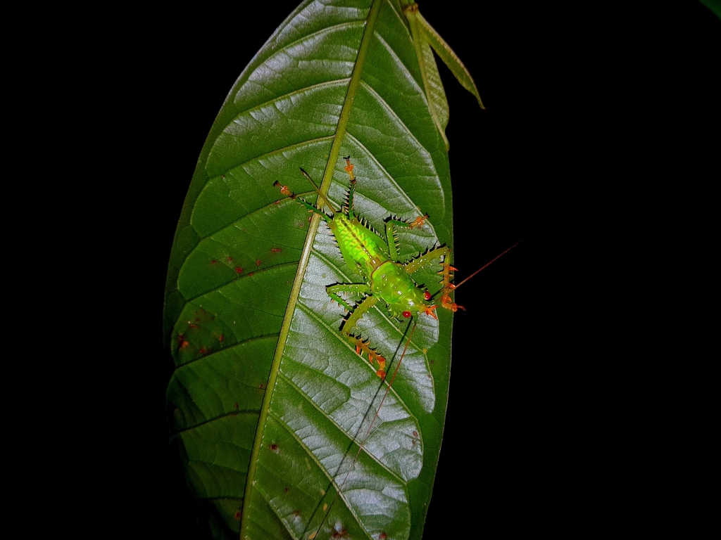 Spiny Devil Katydid from Lumbaqui, Ecuador on November 11, 2022 at 09: ...