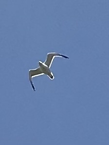 Large White-headed Gulls from Gibraltar Nature Reserve, Gibraltar on ...