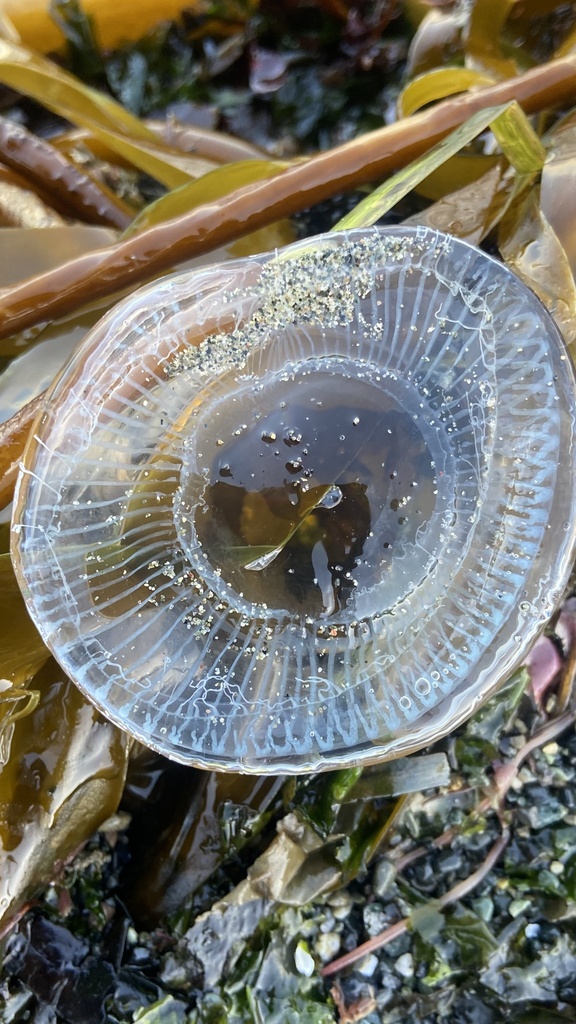 Victoria's Crystal Jelly from Parry Bay, Metchosin, BC, CA on November ...