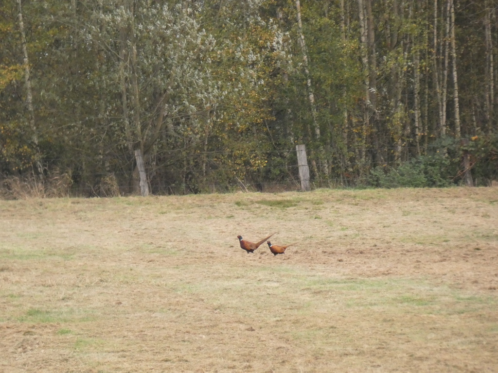 Ring-necked Pheasant from Bremen, DE-HB, DE on November 05, 2022 at 04: ...