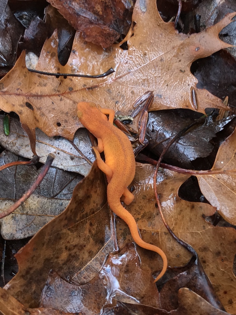 Red-spotted Newt from Laurel St, Brattleboro, VT, US on November 13 ...