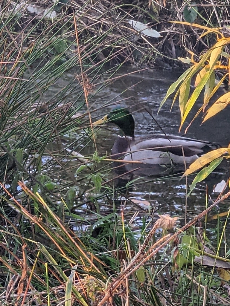 Mallard from Fairview, OR 97024, USA on November 13, 2022 at 07:45 AM ...