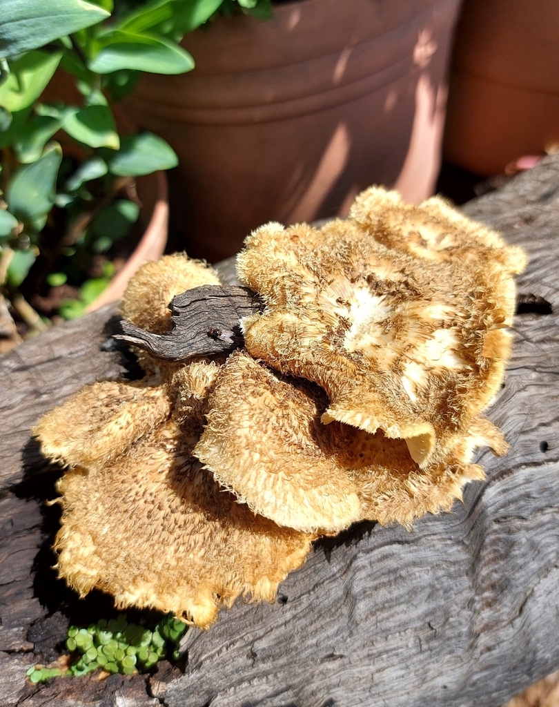 Lentinus sect. Lentinus from 58466 Mich., México on June 24, 2022 at 11 ...
