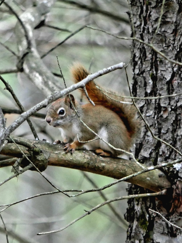 American Red Squirrel from Kanata, Ottawa, ON, Canada on November 13 ...