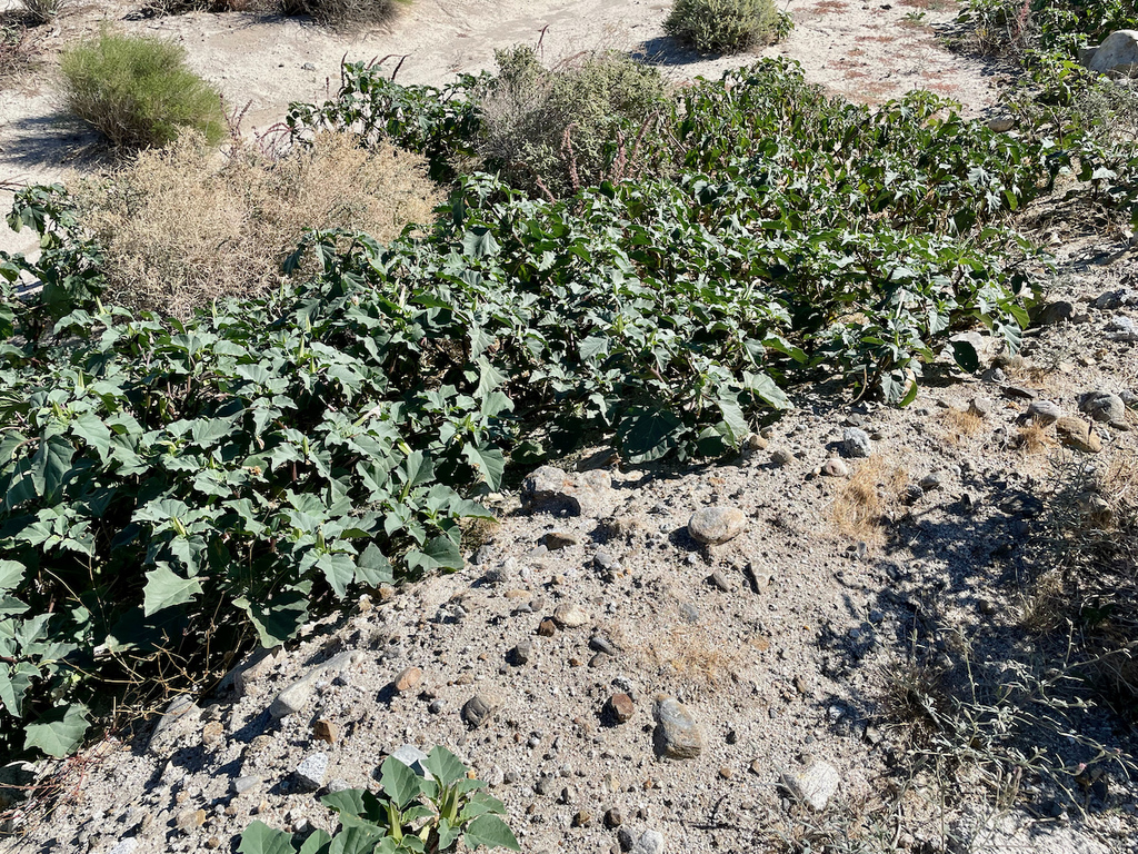 desert thorn-apple from San Diego County, CA, USA on November 10, 2022 ...