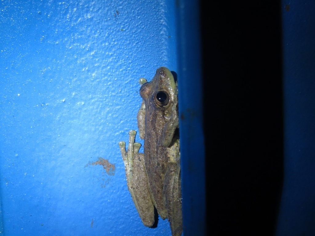 Olive Snouted Tree Frog from Turrialba, CR-CA, CR on November 13, 2022 ...