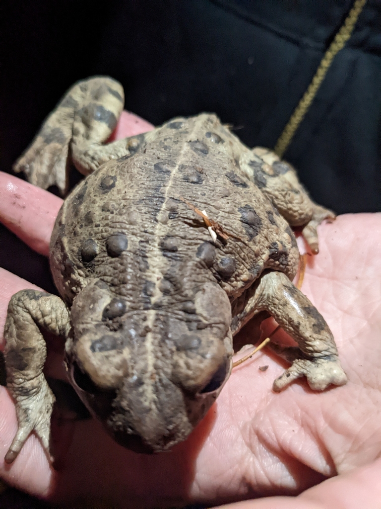 Western Toad from Camp Arnaz Program Center - Girl Scouts of California ...