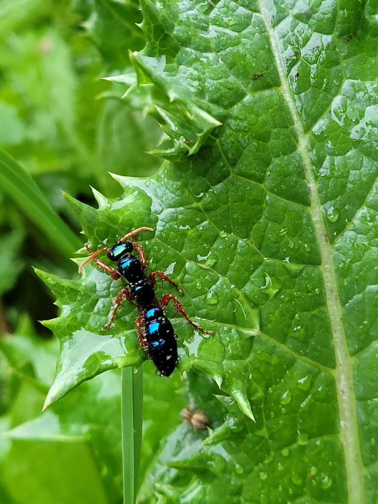 Blue Ant from Main Ridge VIC 3928, Australia on November 14, 2022 at 08 ...