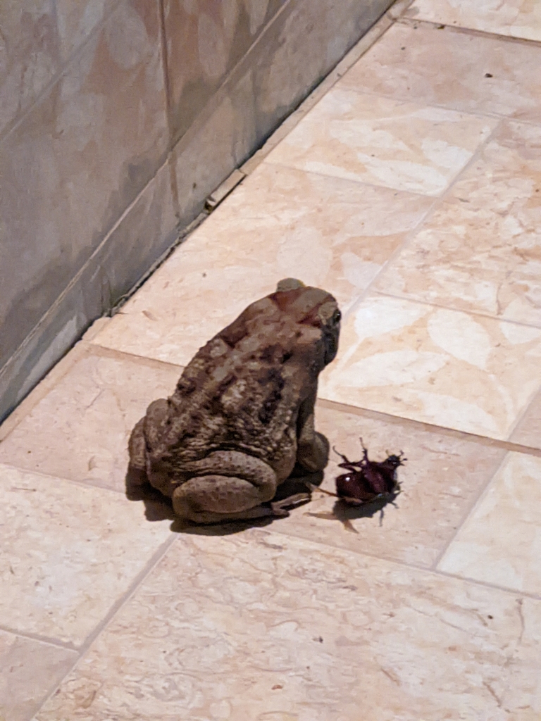 Beaked Toads from Guaxupé - State of Minas Gerais, 37800-000, Brazil on ...