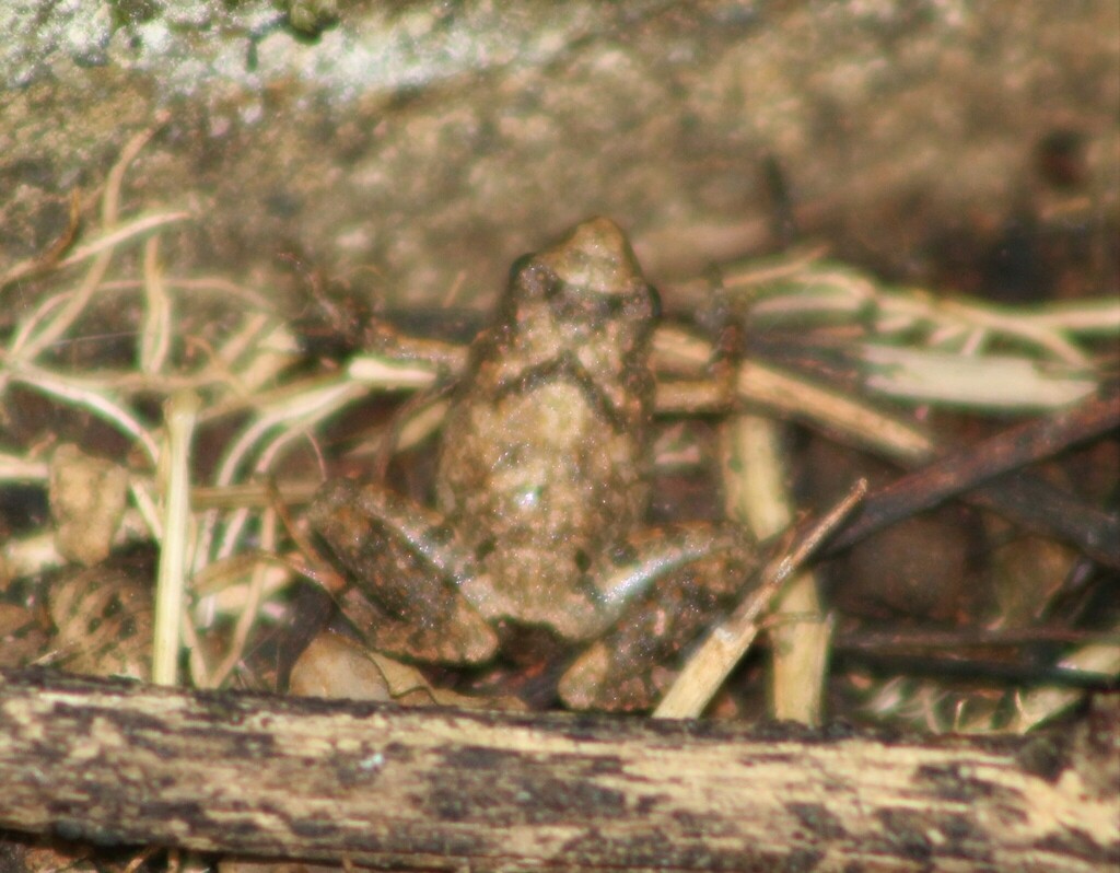 Rana ladradora pigmea desde 82650 Copala, Sin., México el 12 de ...