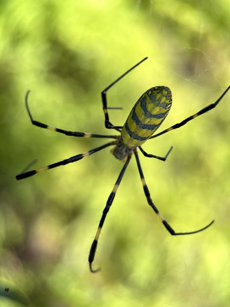 Joro Spider from 蕉城区, 宁德市, 福建省, CN on November 13, 2022 at 11:22 AM by ...