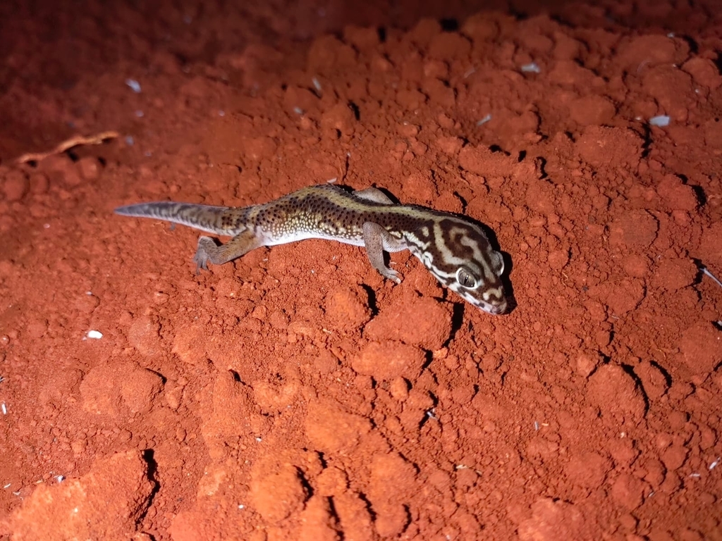 Yucatán Banded Gecko from Ticul, Yuc., México on November 13, 2022 at ...