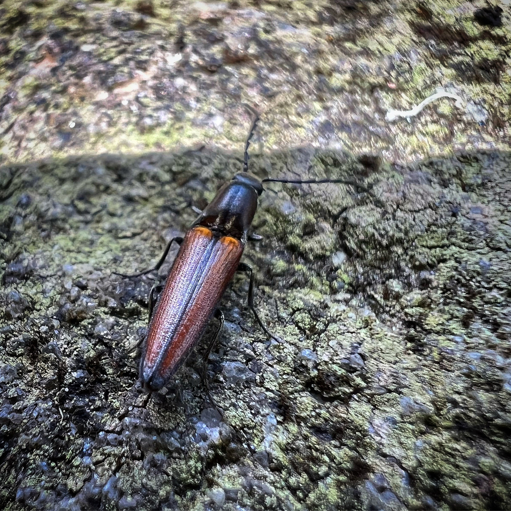 Click Beetles from Smoothey Park, Wollstonecraft, NSW, AU on November ...