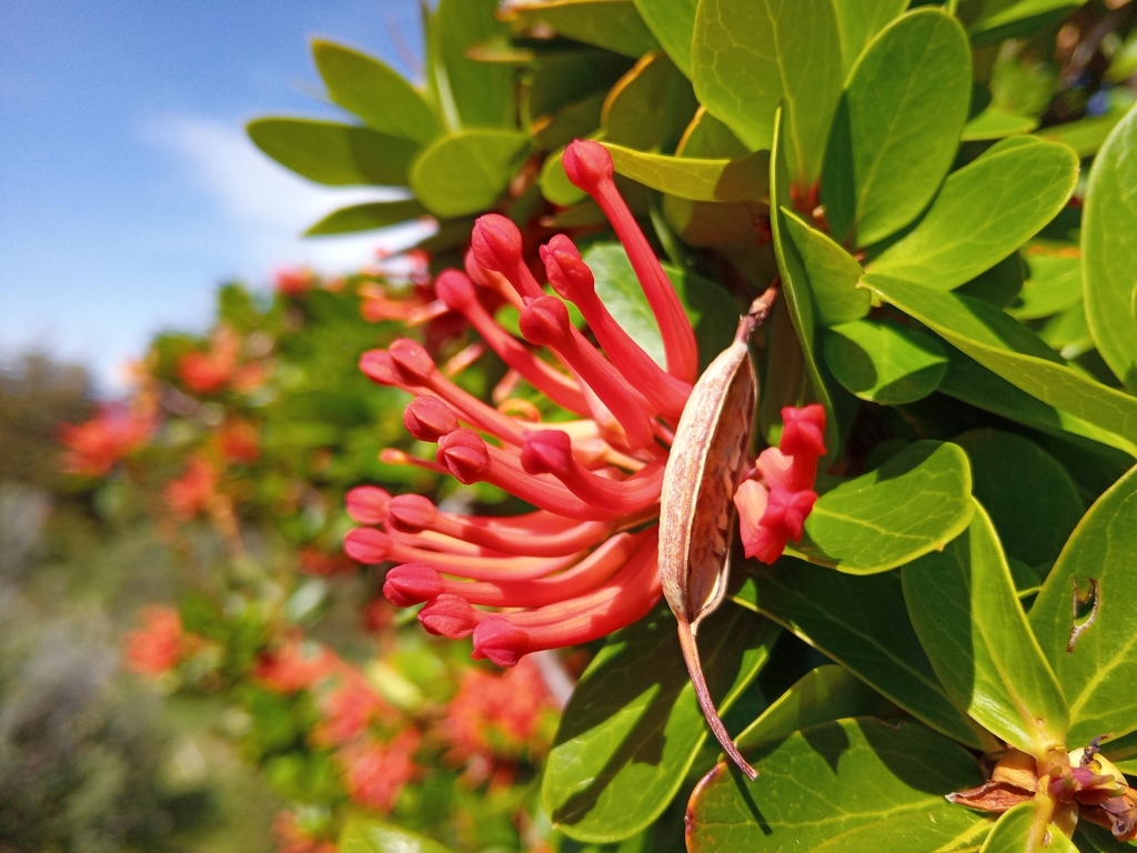 Chilean fire bush from Ushuaia, Tierra del Fuego, Argentina on November ...