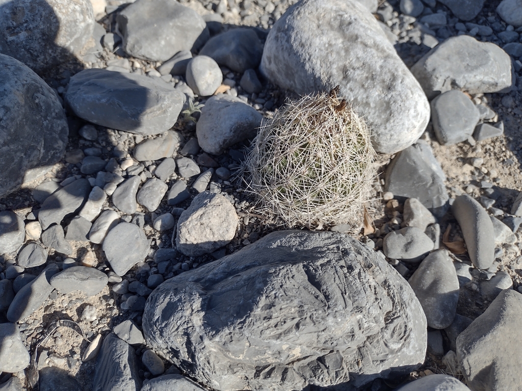 biznaga partida erizo desde Castaños, Coah., México el 13 de noviembre ...