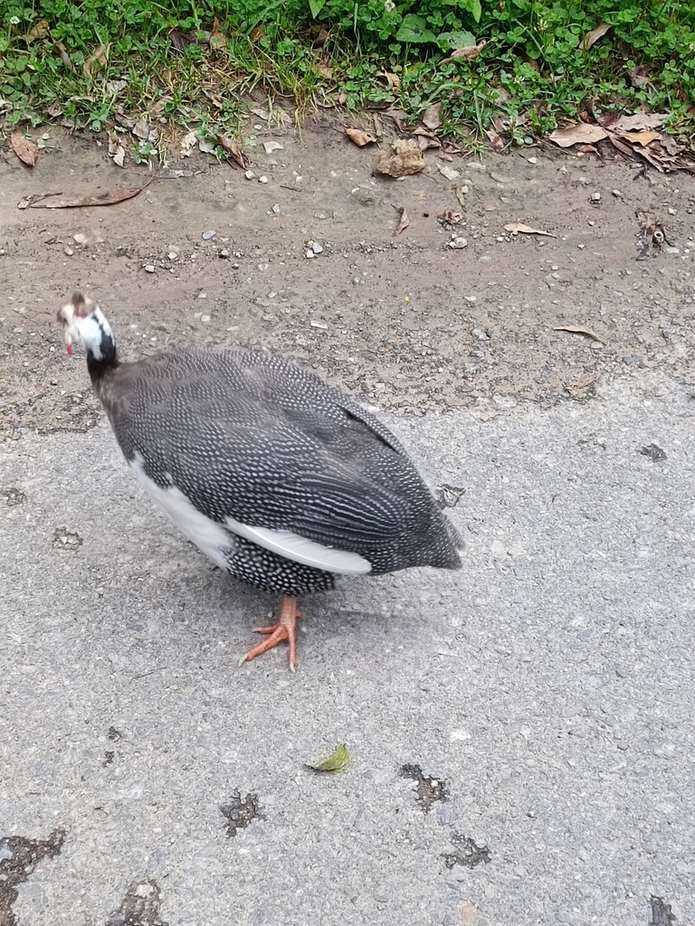 Domestic Guineafowl from Gachantivá, Boyacá, Colombia on November 13 ...