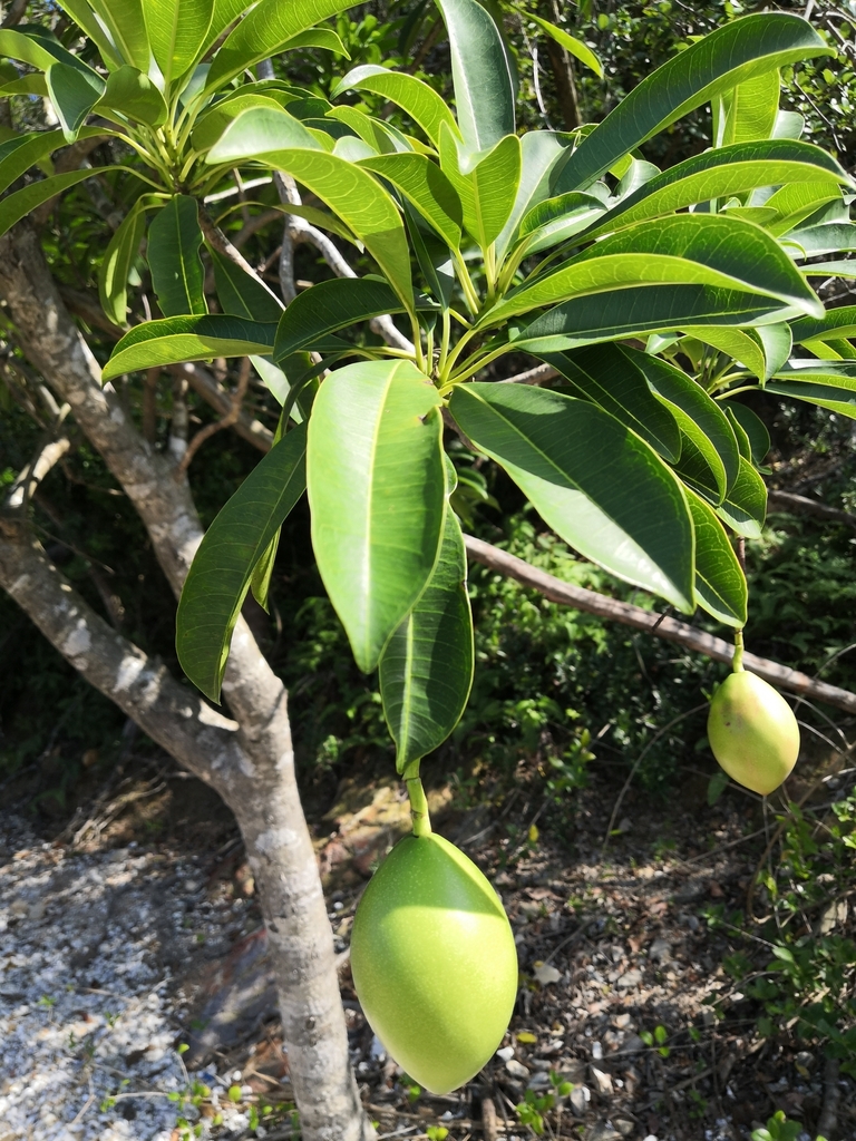 Grey Milkwood from North, HK on November 13, 2022 at 12:52 PM by Nelson ...