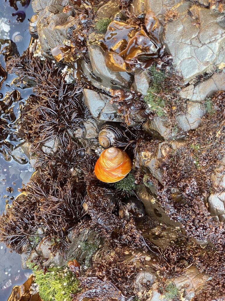 Brown Tegula from North Pacific Ocean, CA, US on November 13, 2022 at ...