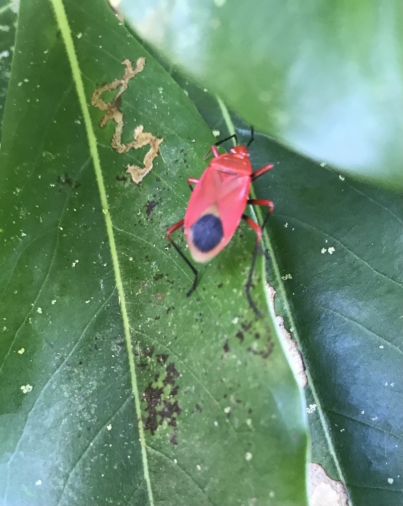 Dindymus brevis from 馬武督探索森林, 關西鎮, TW on November 14, 2022 at 11:19 AM ...