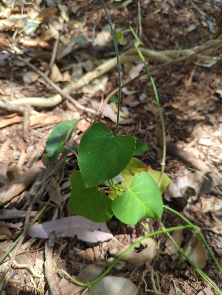 Moth Vine by callumadams · iNaturalist