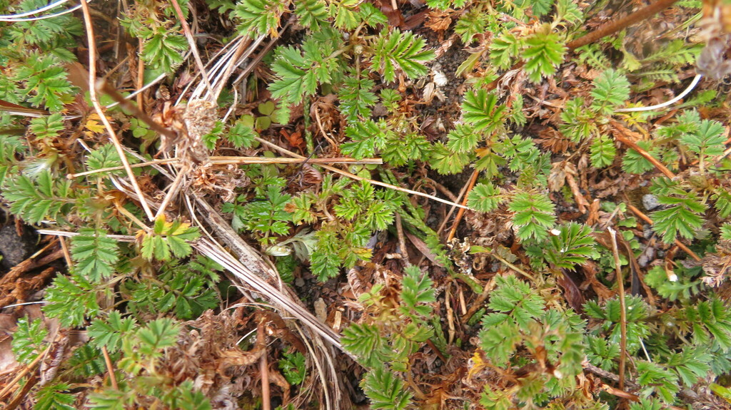 bidgee-widgee from New Plymouth District, Taranaki, New Zealand on ...
