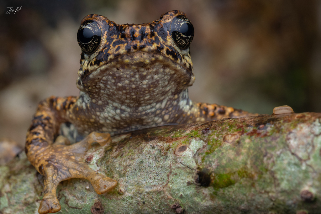 Malabar Tree Toad in November 2022 by Jithesh Pai · iNaturalist