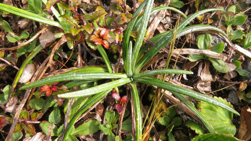 Celmisia major brevis in October 2022 by John Van den Hoeven · iNaturalist