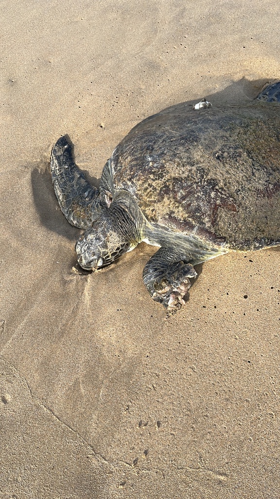 Loggerhead Sea Turtle in November 2022 by Craig Minkley · iNaturalist