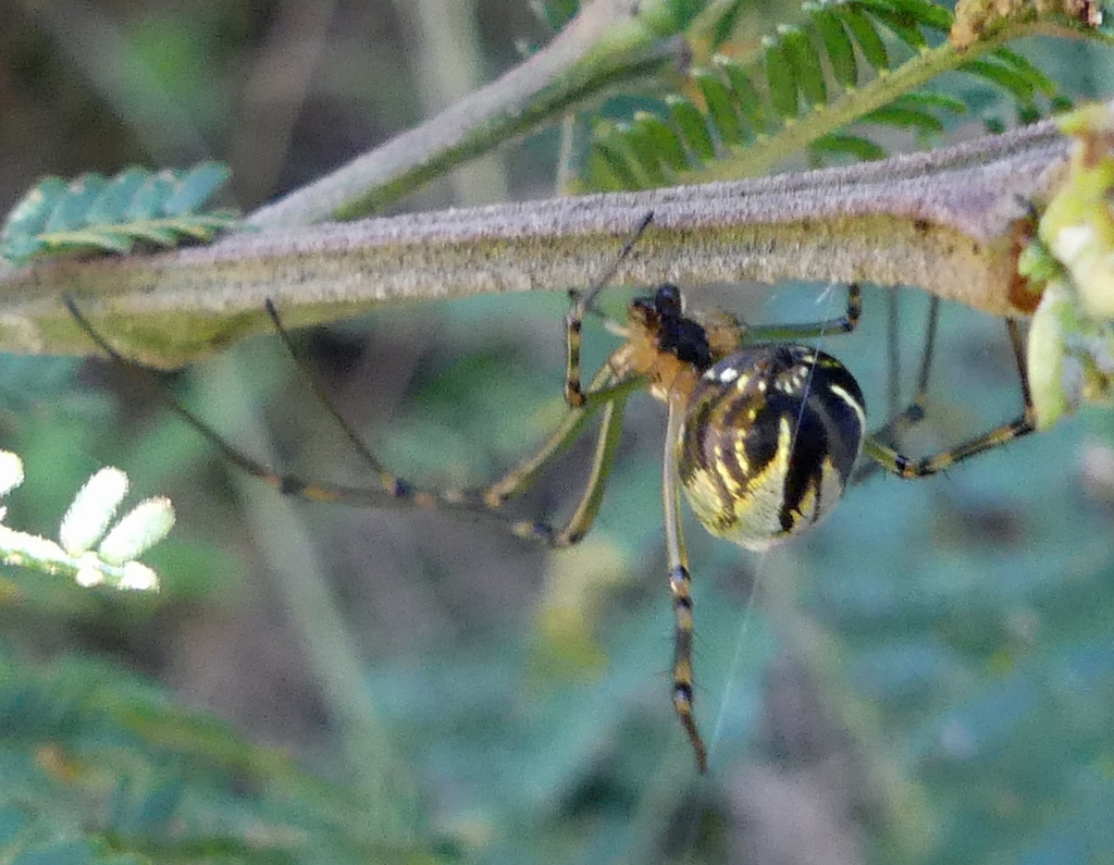 Silver Orb Spider from Wallaga Lake NSW 2546, Australia on October 29 ...