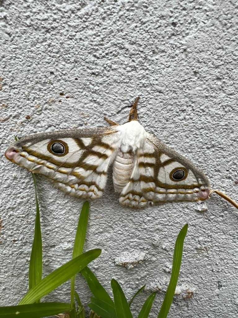 Marno's Marbled Emperor from Mangochi, MW on November 14, 2022 at 09:31 ...