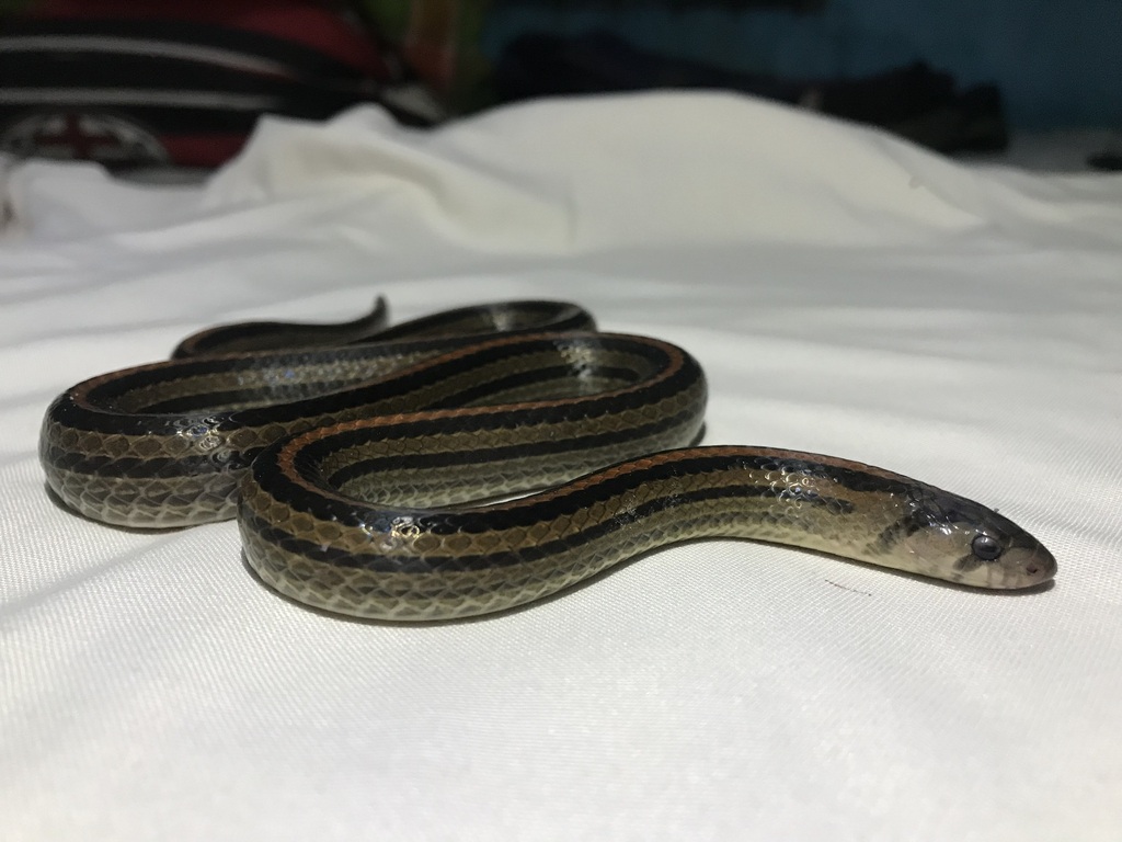 (Eight-) Striped Kukri Snake from Pontianak, West Kalimantan, Indonesia ...