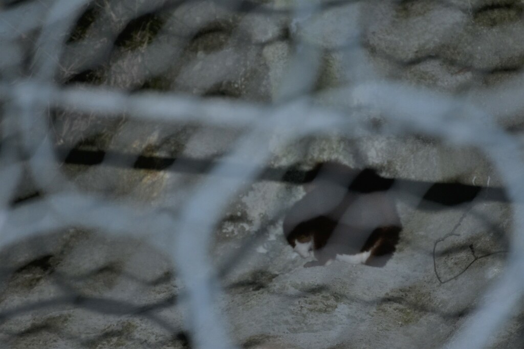 Taiwan Red-and-white Giant Flying Squirrel in September 2022 by ph_hsu ...