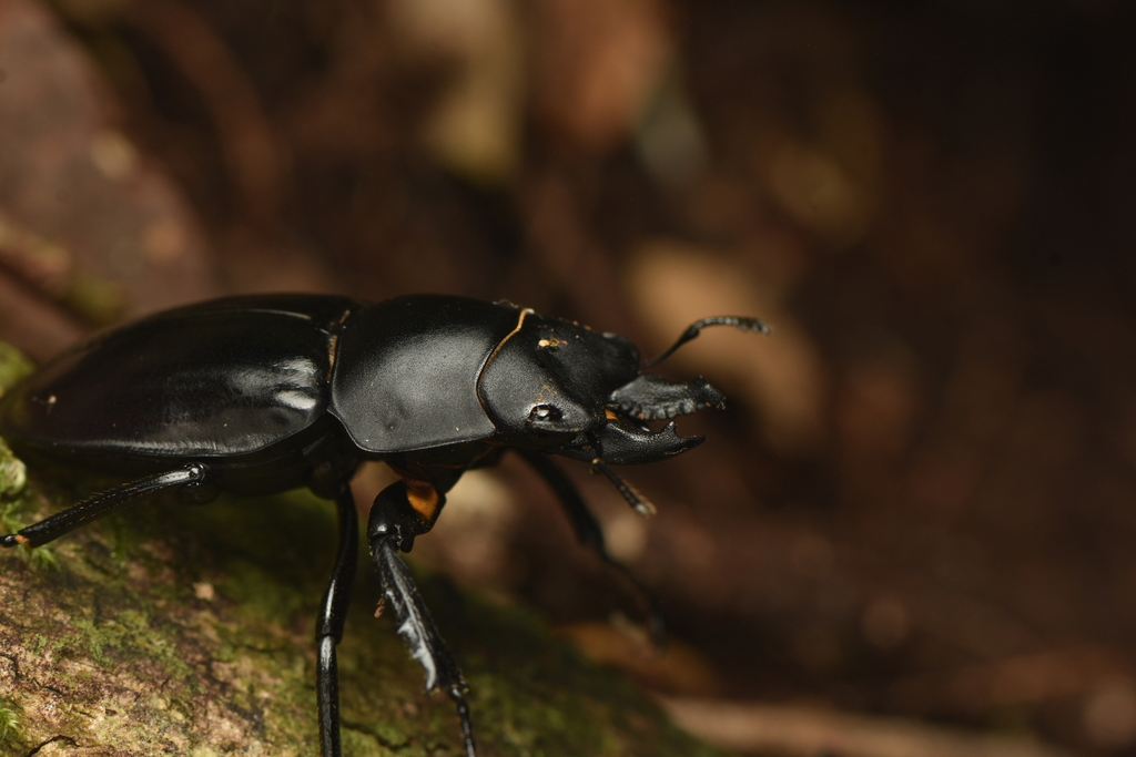 Neolucanus doro in September 2022 by ph_hsu · iNaturalist