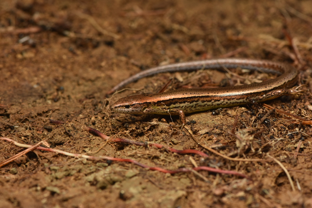 Taiwan Alpine Skink in September 2022 by ph_hsu · iNaturalist